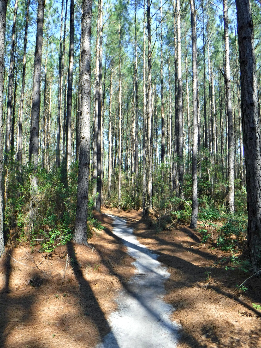 2017 BNP Trail Jam - 18 Miler - Race Recap - RELENTLESS FORWARD COMMOTION