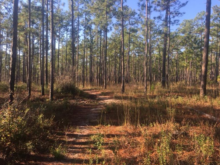 2017 Swamp Fox Ultra Recap - RELENTLESS FORWARD COMMOTION