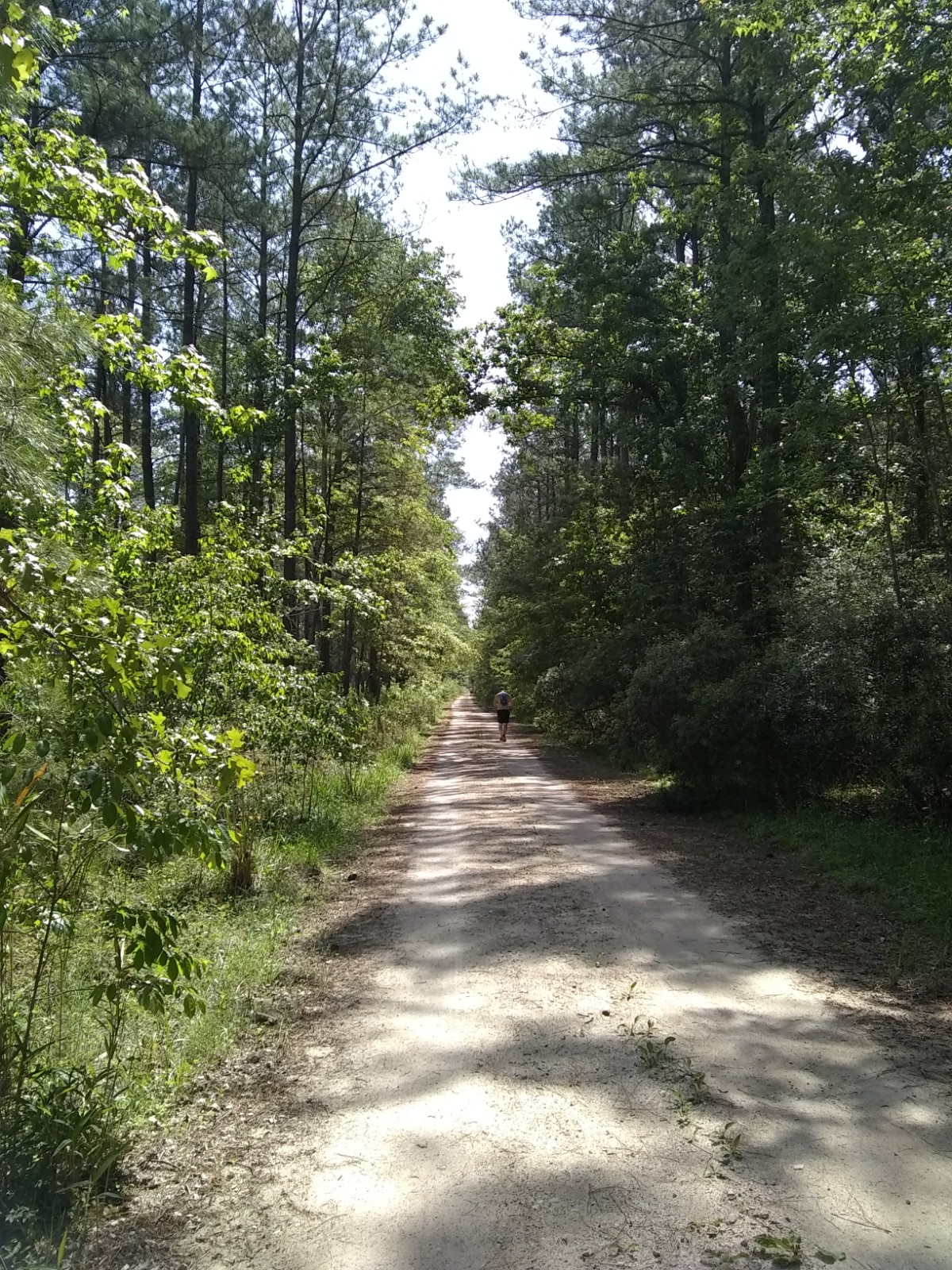 Wambaw Swamp Stomp 50 Mile - Race Report - RELENTLESS FORWARD COMMOTION
