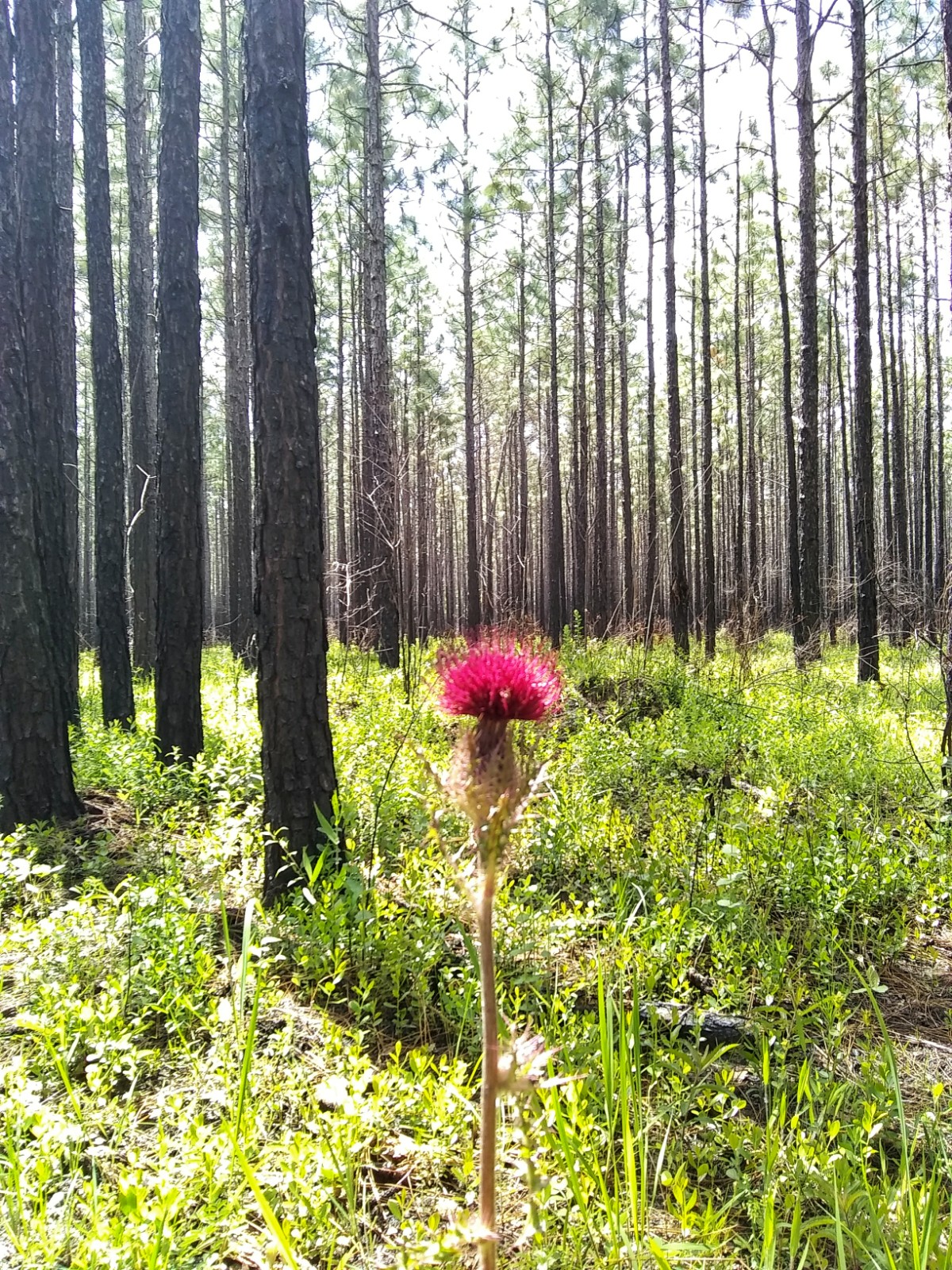 Wambaw Swamp Stomp 50 Mile - Race Report - RELENTLESS FORWARD COMMOTION