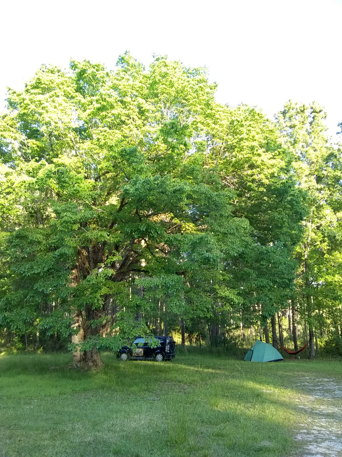 Wambaw Swamp Stomp 50 Mile - Race Report - RELENTLESS FORWARD COMMOTION