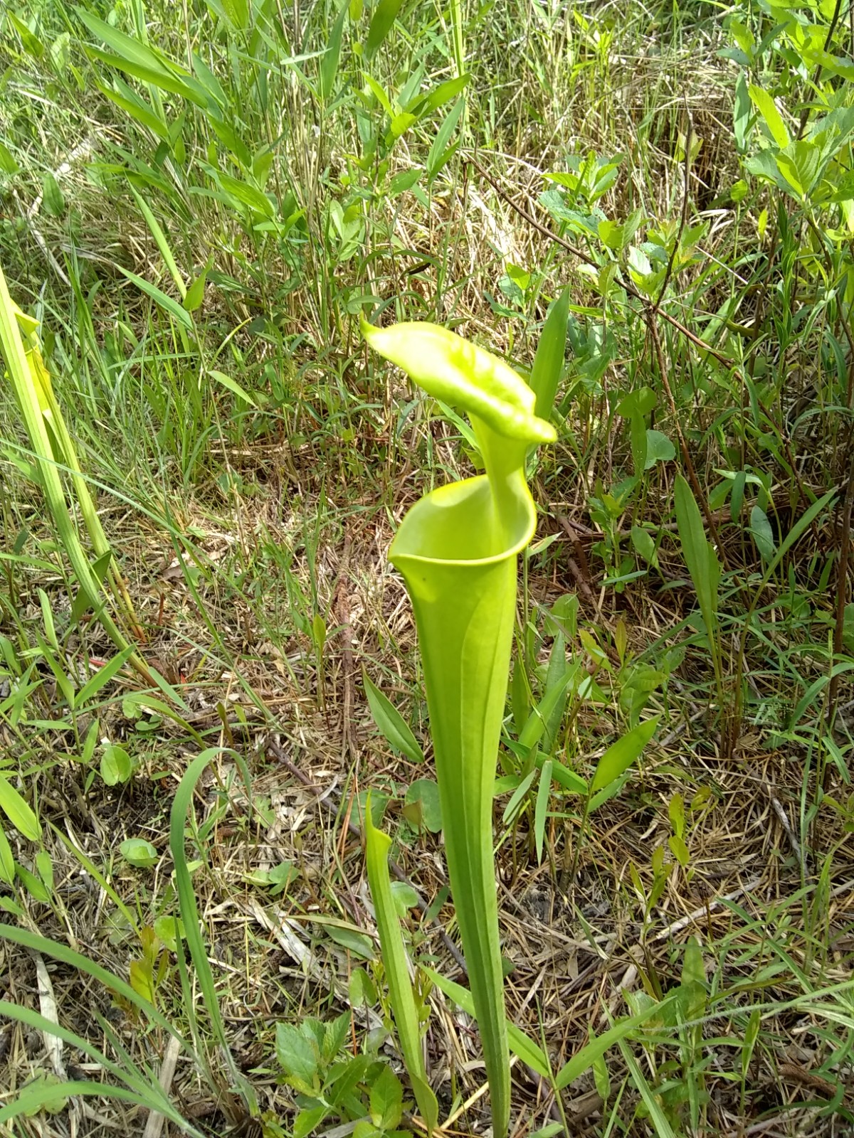 Wambaw Swamp Stomp 50 Mile - Race Report - RELENTLESS FORWARD COMMOTION