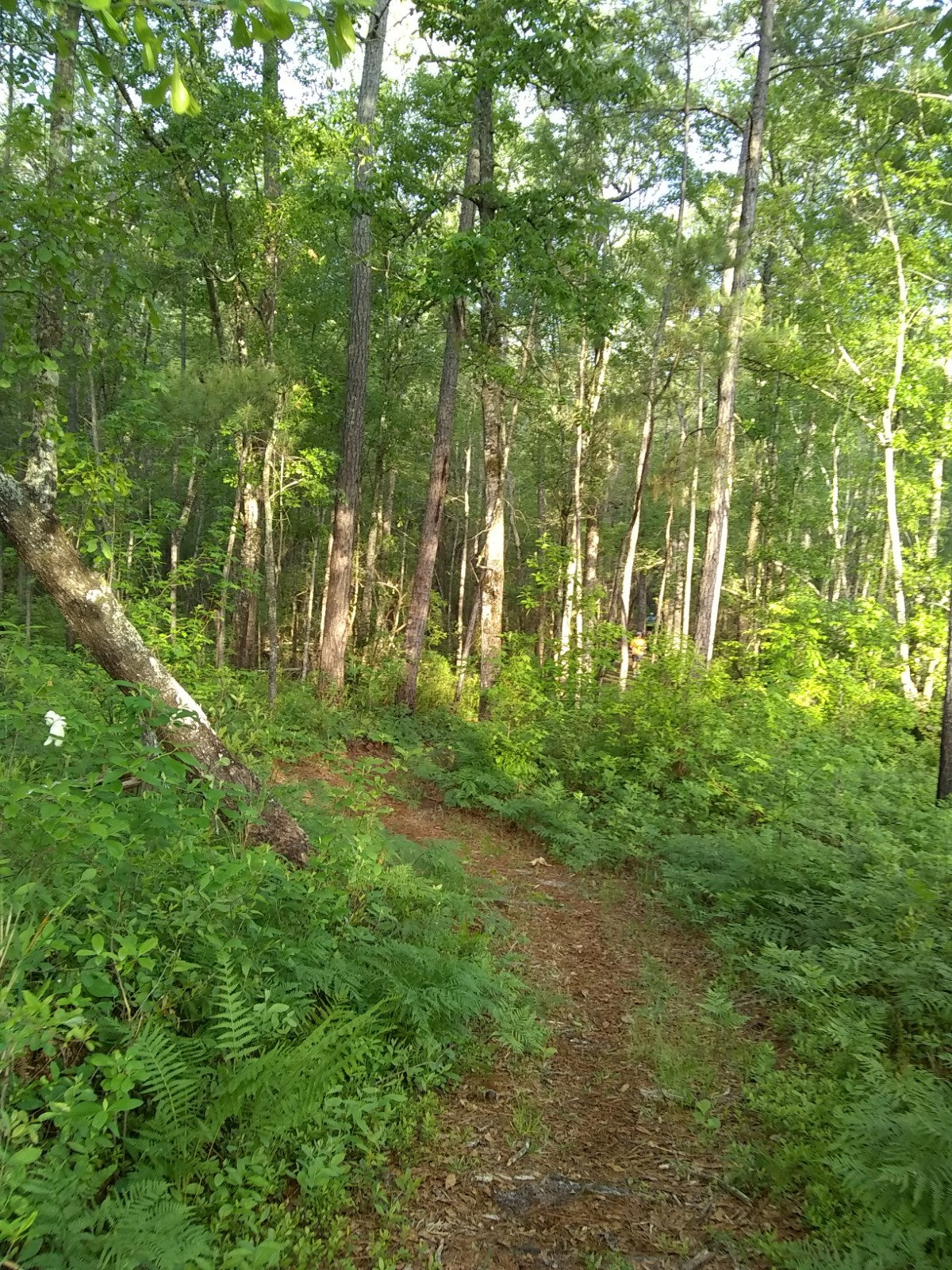 Wambaw Swamp Stomp 50 Mile - Race Report - RELENTLESS FORWARD COMMOTION