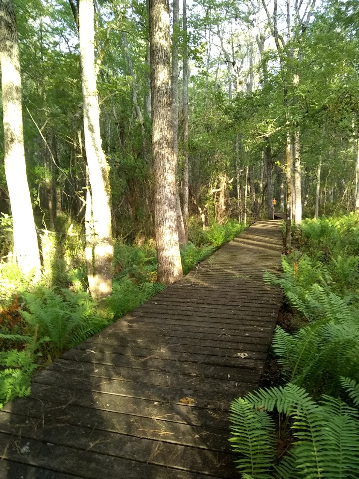 Wambaw Swamp Stomp 50 Mile - Race Report - RELENTLESS FORWARD COMMOTION