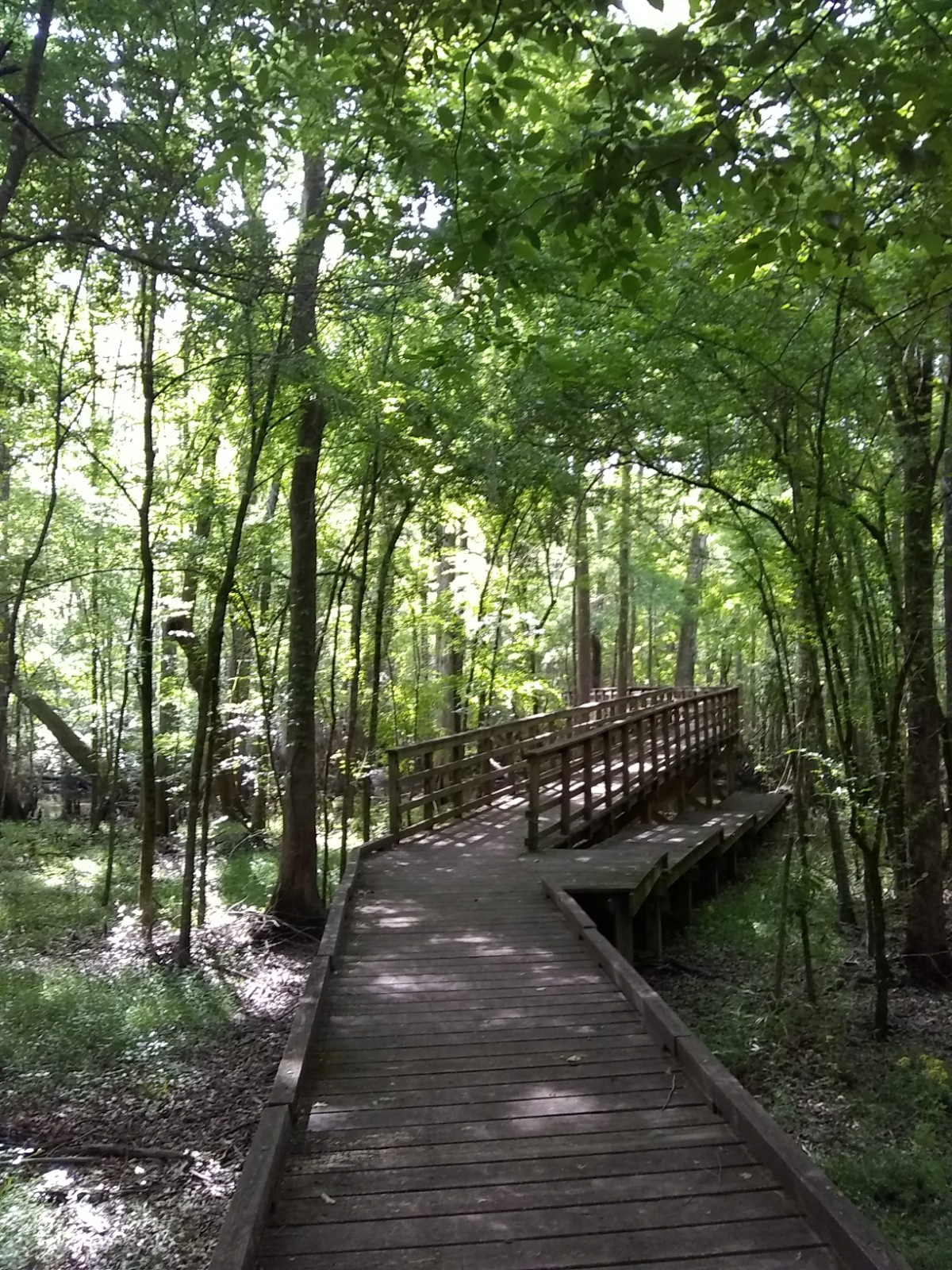 Wambaw Swamp Stomp 50 Mile - Race Report - RELENTLESS FORWARD COMMOTION