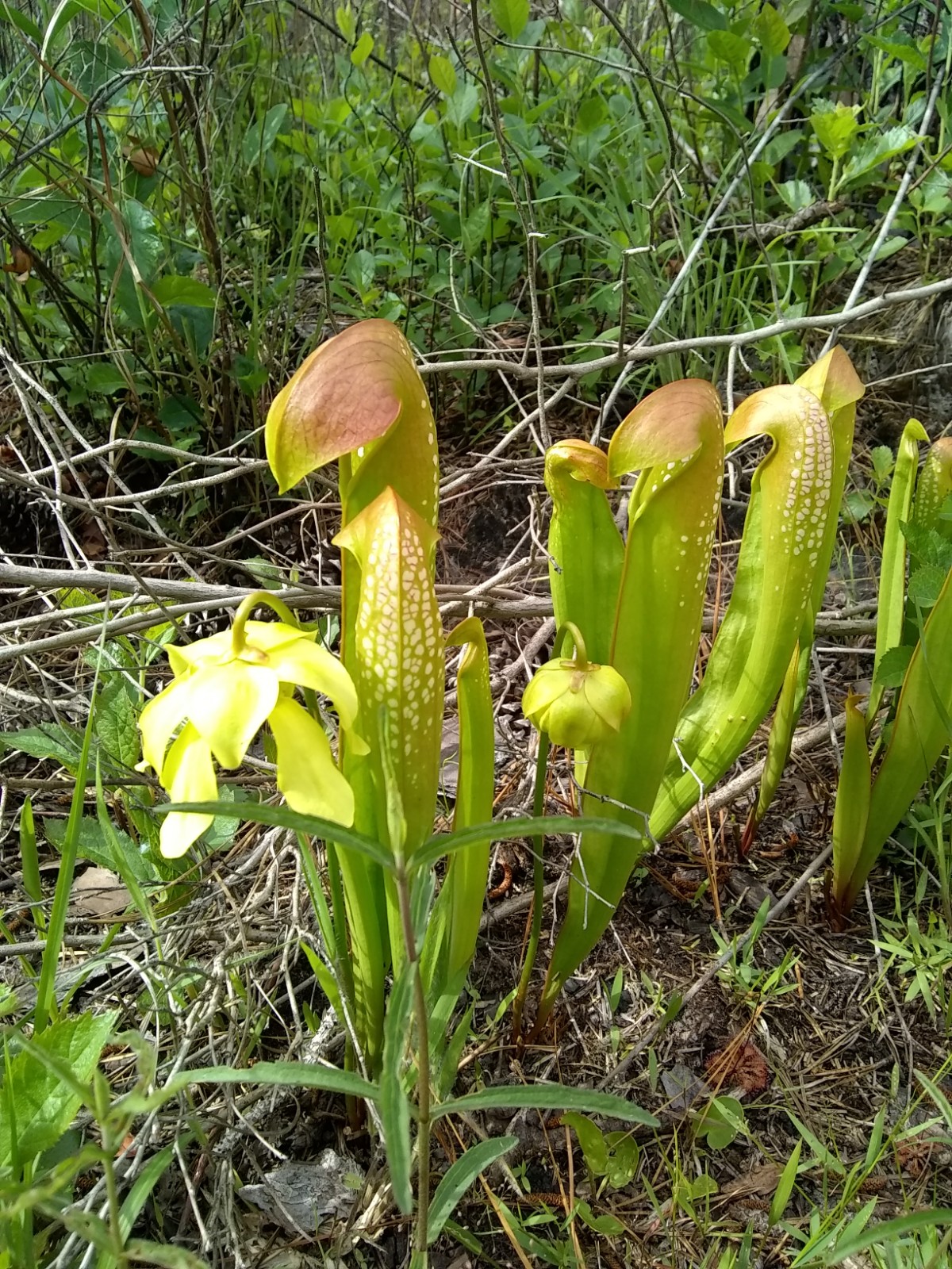 Wambaw Swamp Stomp 50 Mile - Race Report - RELENTLESS FORWARD COMMOTION