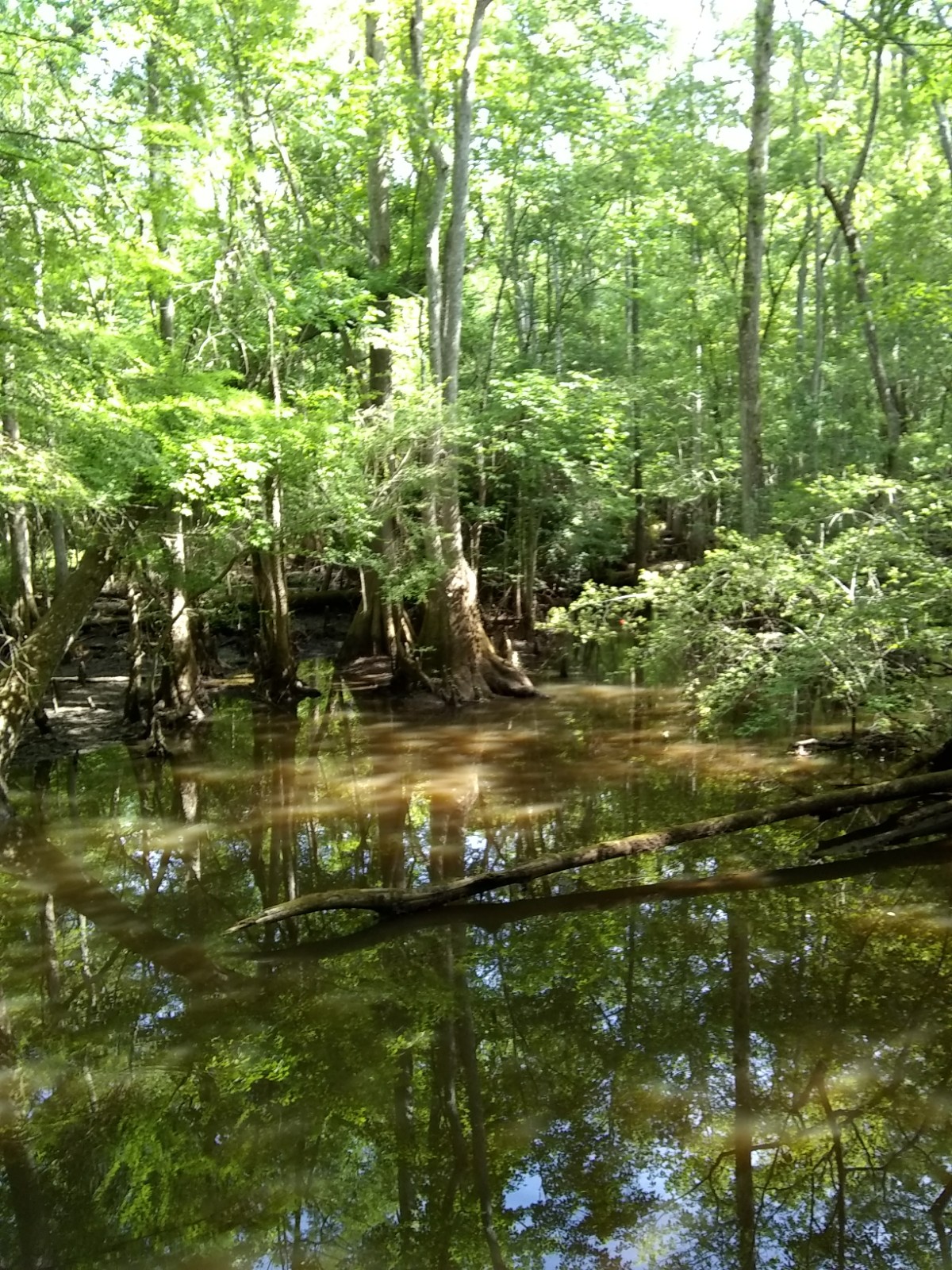 Wambaw Swamp Stomp 50 Mile - Race Report - RELENTLESS FORWARD COMMOTION