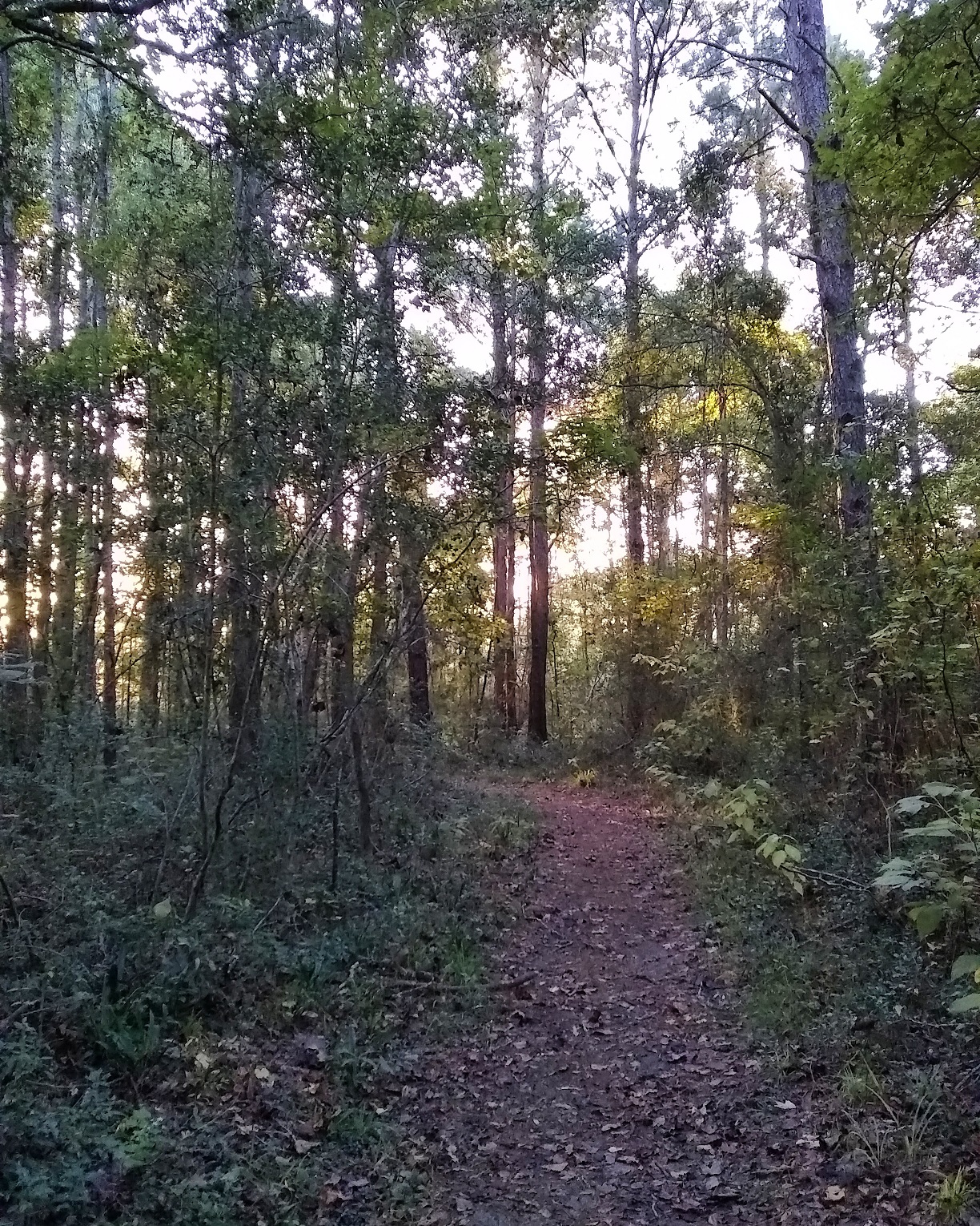 The Price of a DNF (Swamp Fox 100 Recap) - RELENTLESS FORWARD COMMOTION