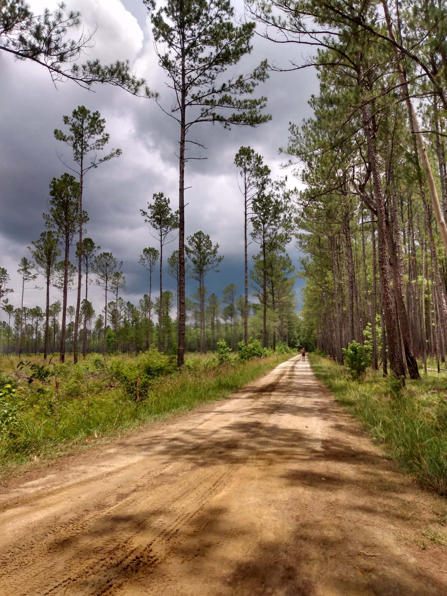 Races - RELENTLESS FORWARD COMMOTION