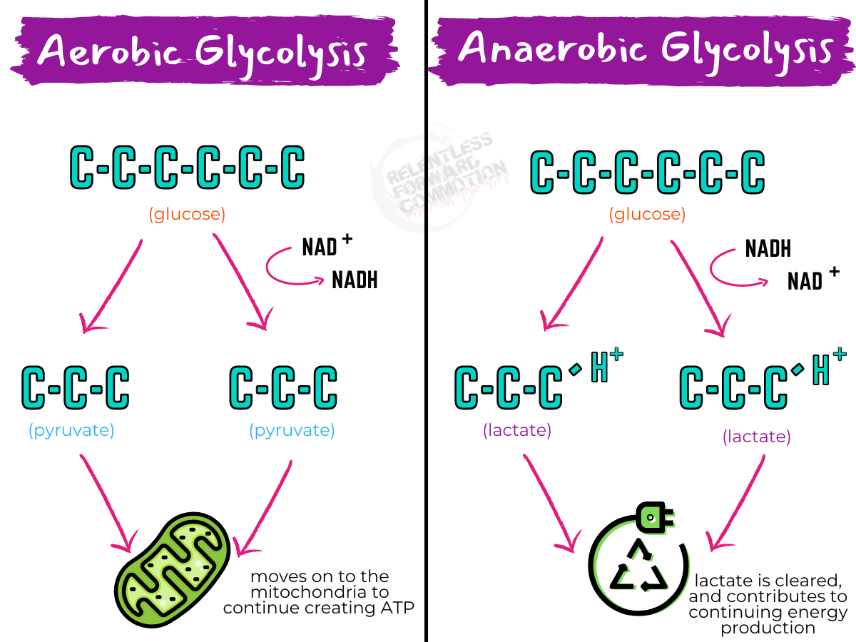 The Runner's Guide to Understanding Lactate - RELENTLESS FORWARD COMMOTION