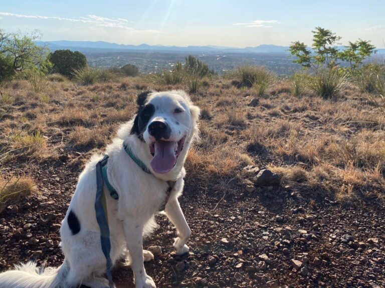 Trail Running with Dogs: A Complete Beginner's Guide - RELENTLESS ...