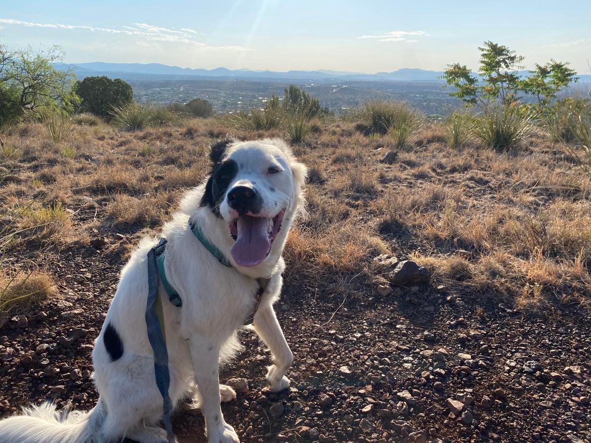 Trail Running with Dogs: A Complete Beginner's Guide - RELENTLESS ...