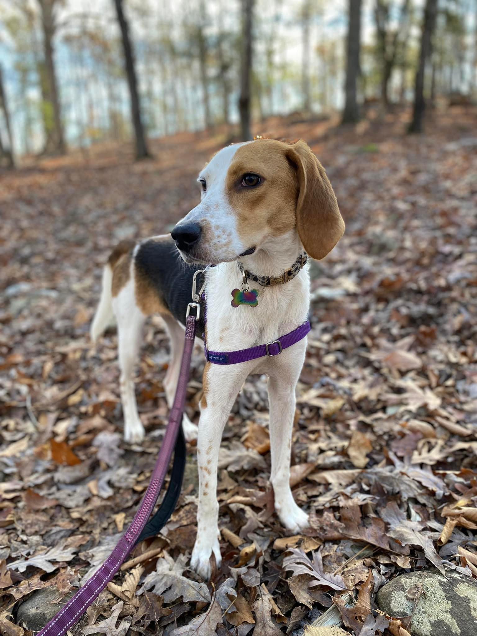 Trail Running with Dogs: A Complete Beginner's Guide - RELENTLESS ...