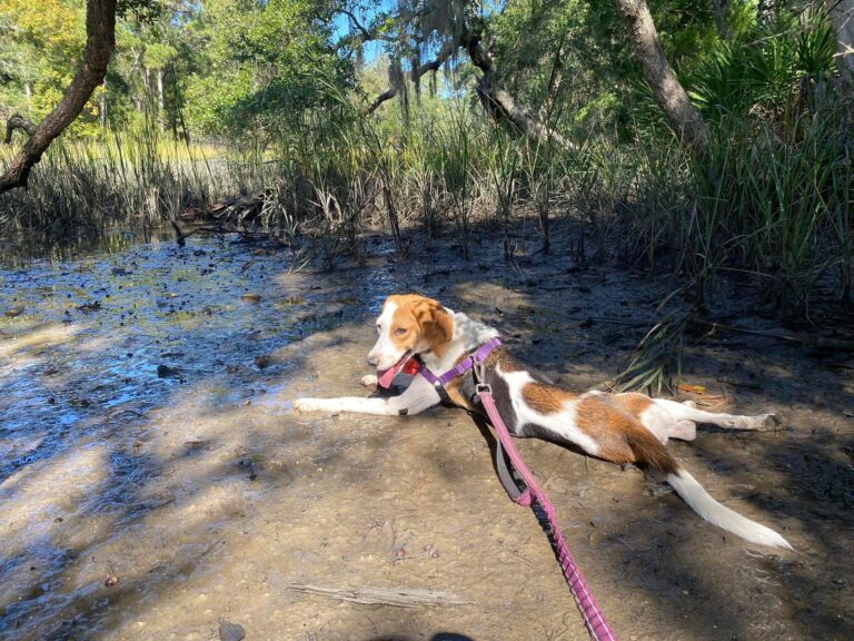 Trail Running with Dogs: A Complete Beginner's Guide - RELENTLESS ...