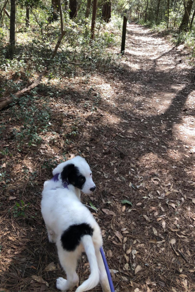 Trail Running with Dogs: A Complete Beginner's Guide - RELENTLESS ...